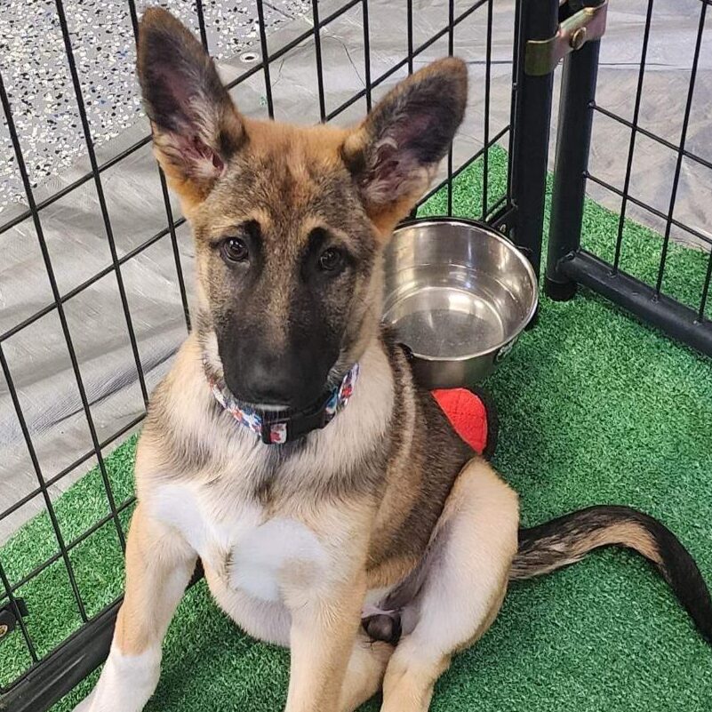 Forever Homes – Forever Young K9 Rescue