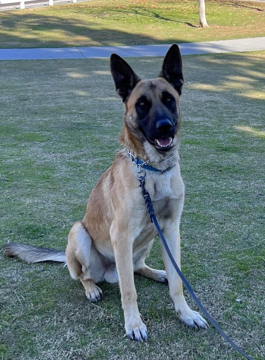 Current Adoptions – Forever Young K9 Rescue